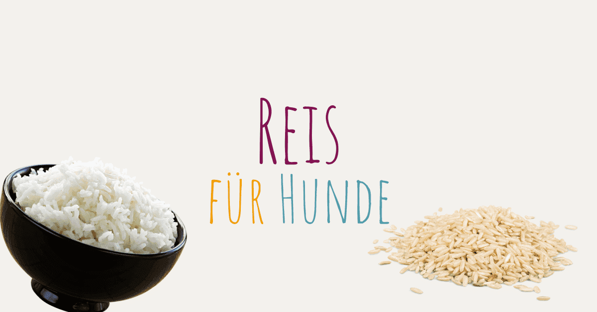 Reis für Hunde - Kochen für Hunde